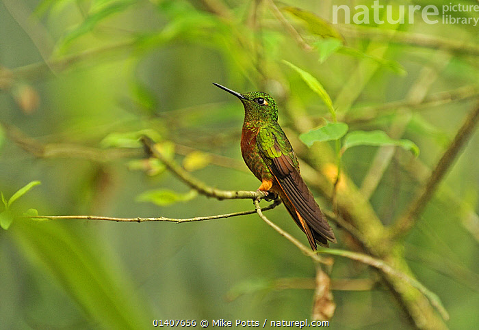 Stock photo of Male Chestnut breasted coronet (Boissonneaua matthewsii ...