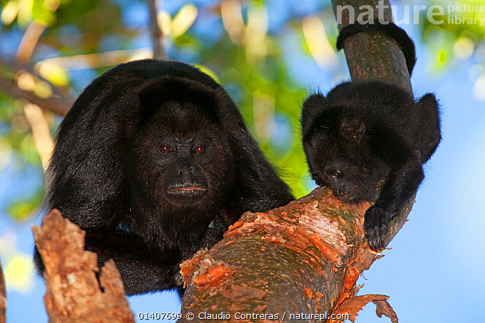 Stock photo of Yucatan Black Howler Monkey (Alouatta pigra) with baby ...