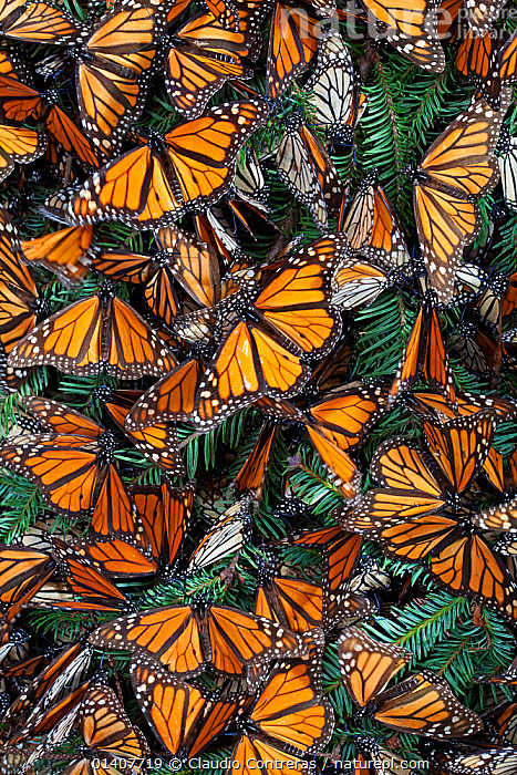 Stock photo of Monarch butterfly (Danaus plexippus) hibernating ...