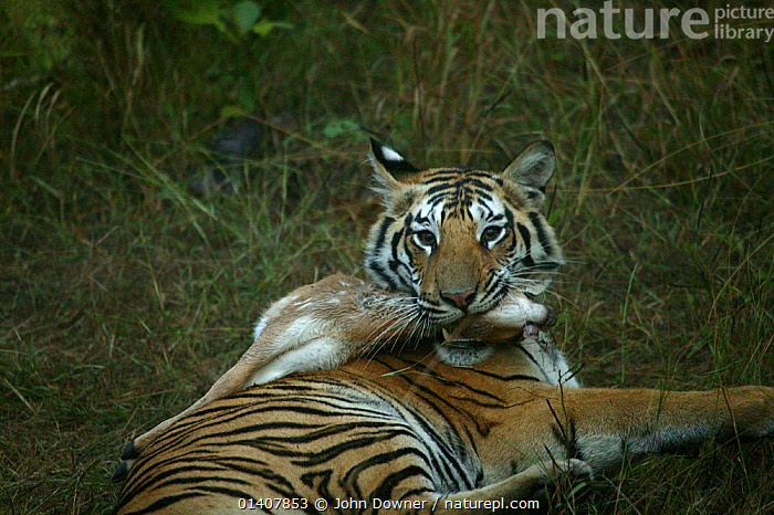 Stock photo of Bengal Tiger (Panthera tigris tigris) juvenile female, holding dead Chital ...