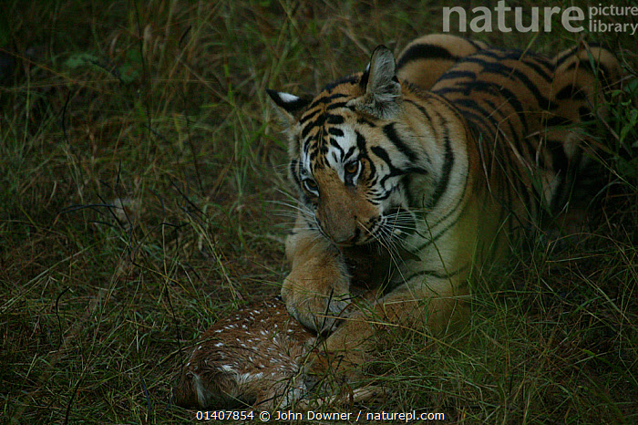 Stock photo of Bengal Tiger (Panthera tigris tigris) feeding on Chital (Axis axis) Pench ...