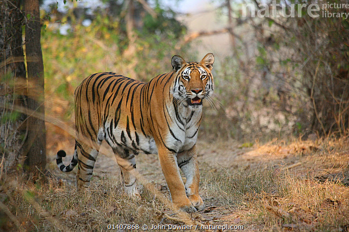 Stock photo of Bengal Tiger (Panthera tigris tigris) juvenile female, Pench National…. Available ...
