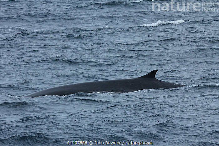 Stock photo of Fin whale (Balaenoptera physalus) at surface, Svalbard ...