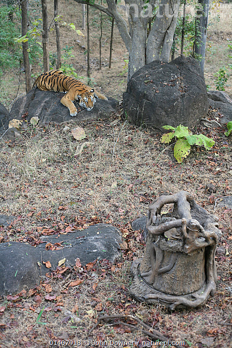 Stock photo of Bengal Tiger (Panthera tigris tigris) juvenile female resting with 'log ...