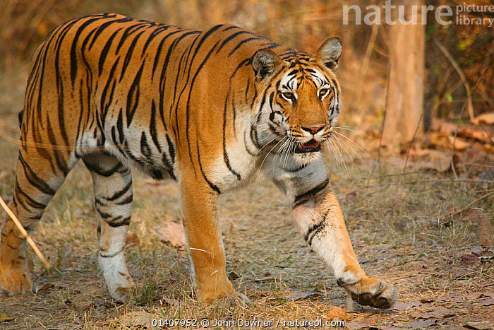 Stock photo of Bengal Tiger (Panthera tigris tigris) juvenile female, Pench National…. Available ...