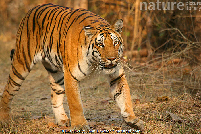 Stock photo of Bengal Tiger (Panthera tigris tigris) juvenile female ...