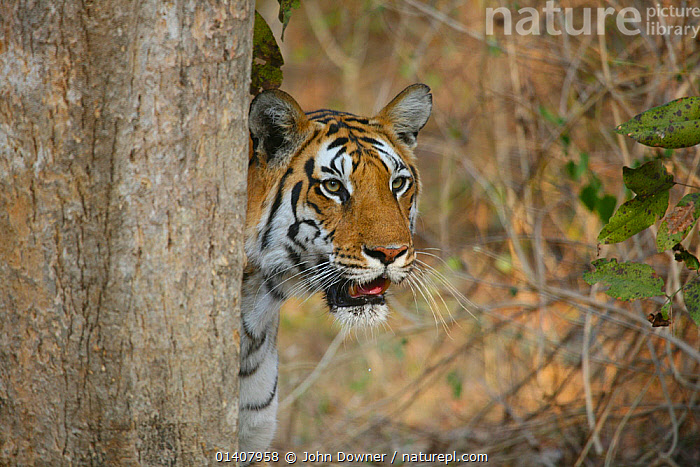 Stock photo of Bengal Tiger (Panthera tigris tigris) juvenile female ...
