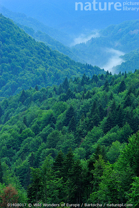 Stock photo of Pristine beech (Fagus sylvatica) and fir forest (Abies ...