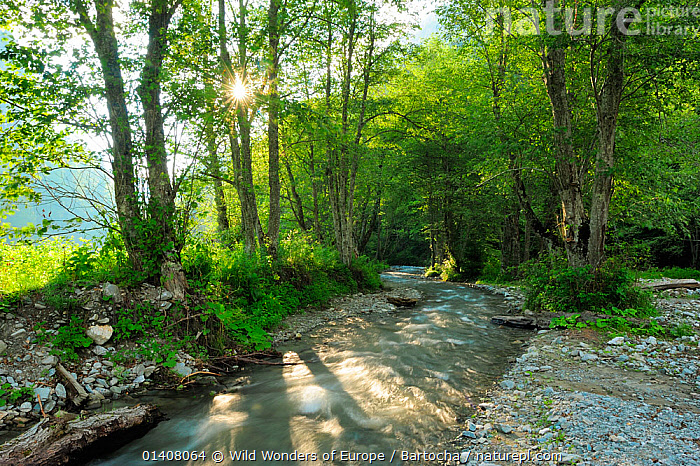 Stock photo of Stream running through Black alder woodland (Alnus ...