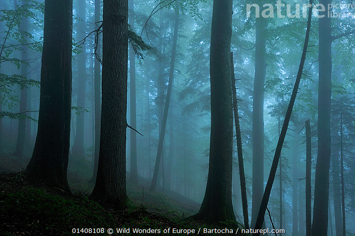 Stock photo of Misty pristine beech (Fagus sylvatica) and Fir (Abies sp ...
