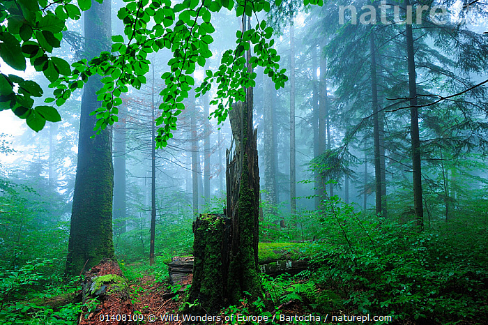 Stock photo of Pristine Beech (Fagus sylvatica) and Fir (Abies sp ...