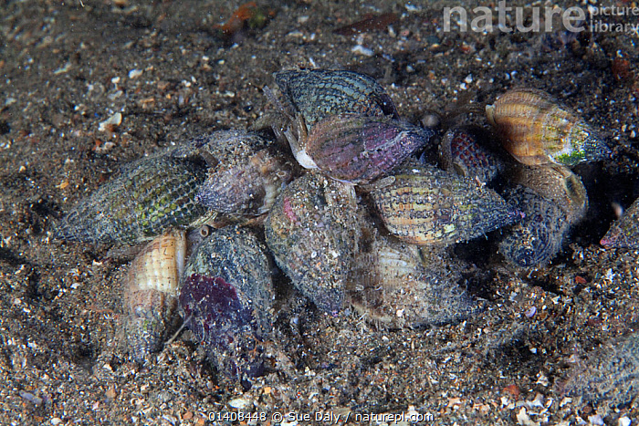 Stock photo of Netted Dogwhelks (Nassarius reticulatus) English Channel ...