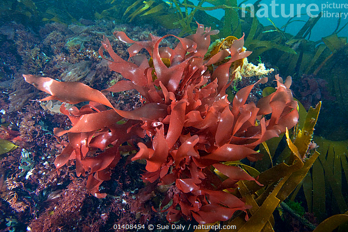 Stock photo of Dulse (Palmaria palmata) English Channel, off the coast ...