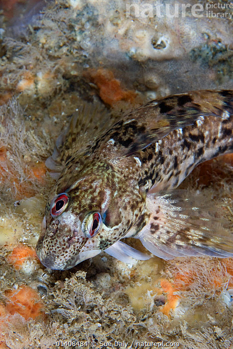 Stock photo of Shanny (Lipophrys pholis) English Channel, off the coast ...