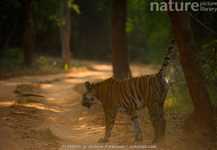 Stock photo of Bengal Tiger (Panthera tigris) adult female spraying a ...