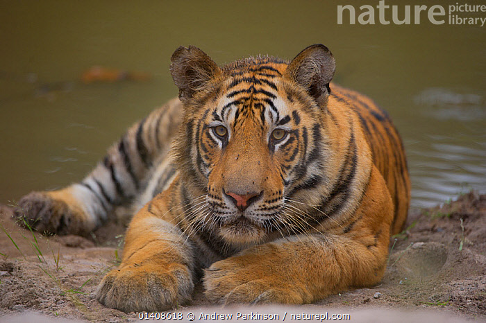 Stock photo of Bengal Tiger (Panthera tigris) sub-adult, approximately ...