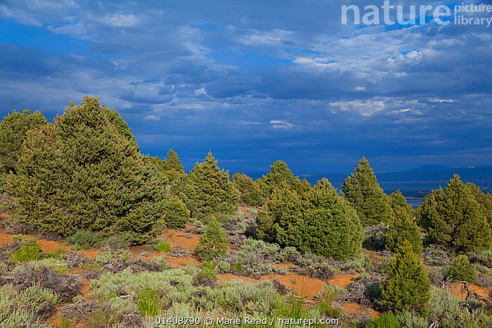 Stock photo of Single-leaf pinyon pine (Pinus monophylla) trees, with ...
