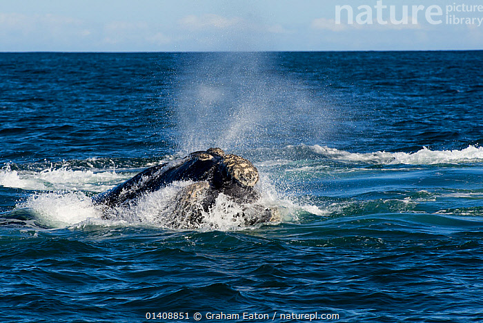 Stock photo of Southern Right Whale (Eubalaena australis) reaching the ...