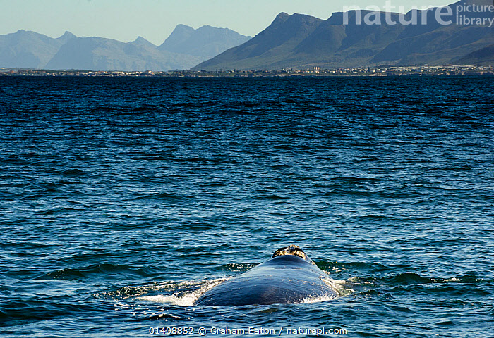 Stock photo of Southern Right Whale (Eubalaena australis) inhaling ...