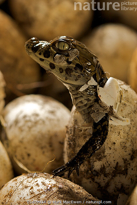 Stock photo of Broad snouted caiman (Caiman latirostris) hatching from ...