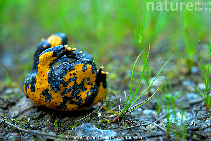 Stock photo of Yellow-bellied toad (Bombina variegata scabra ...