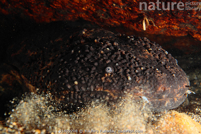 Stock photo of Japanese giant salamander (Andrias japonicus) hunting ...