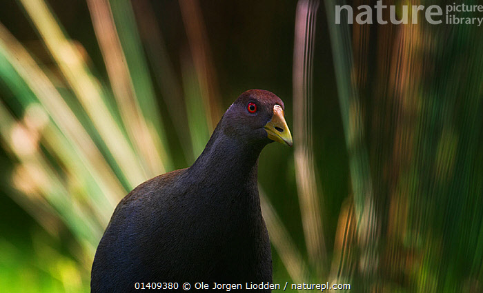 Stock photo of Tasmanian Nativehen (Gallinula mortierii) endemic bird ...