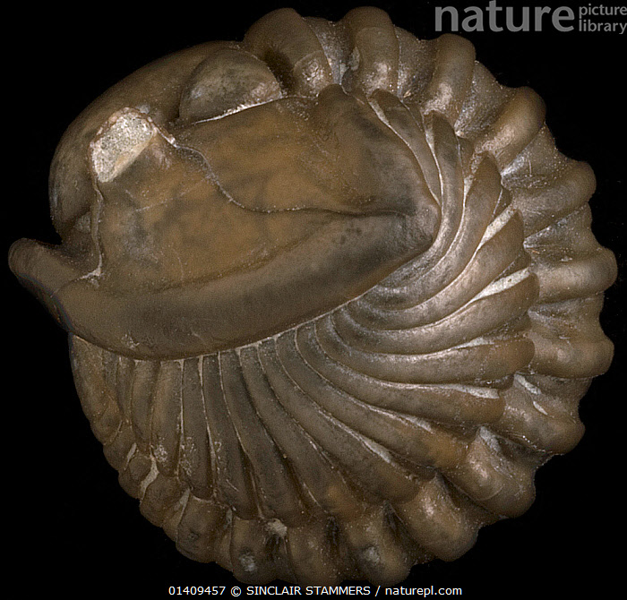 Stock photo of Trilobite (Flexicalymene meeki) rolled showing defensive ...