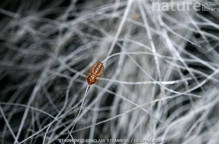 Stock photo of Cattle biting louse (Damalinia bovis) on hairs, in ...