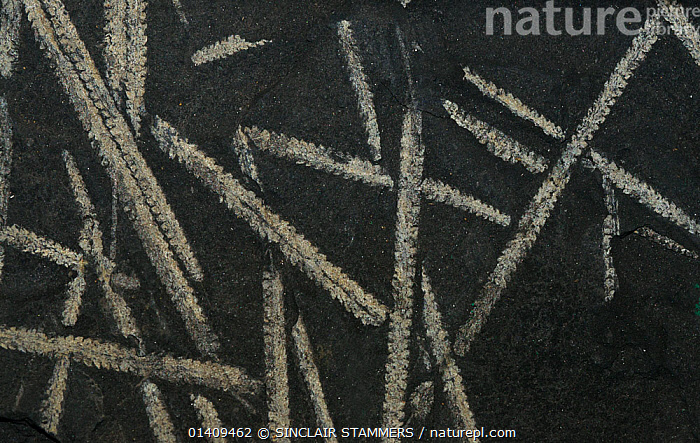 Ordovician Graptolites