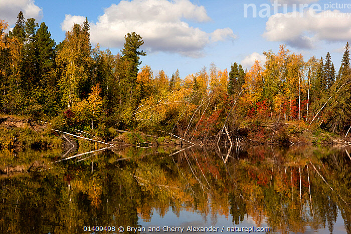 Stock photo of Boreal Forest trees in autumn colour, aspen, birch and ...