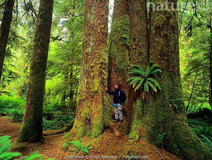 Stock photo of Woman traveller touching centenary trees at Carmanah old ...