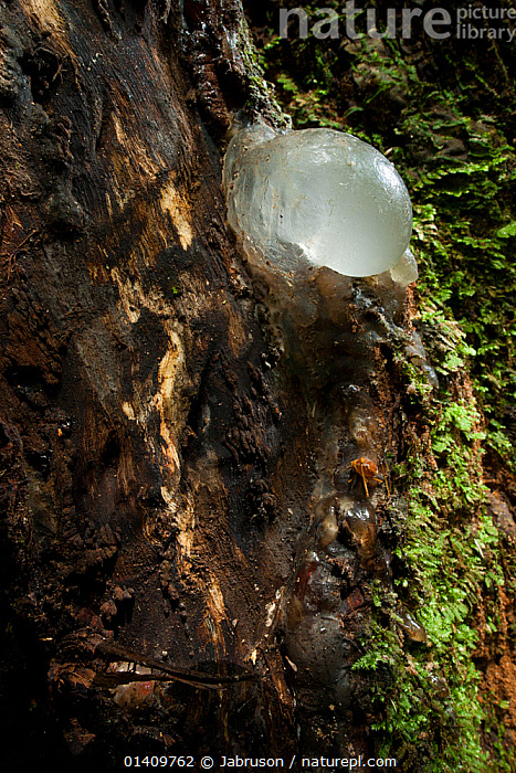 Stock photo of Mopaka or Mokaka tree (Guibourtia demeusei) trunk with ...