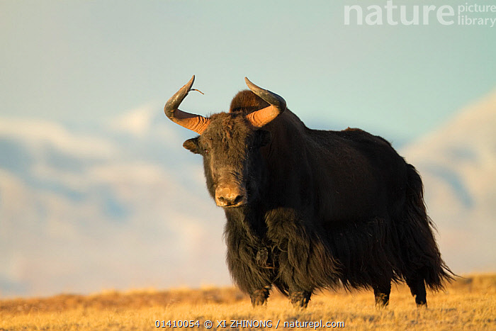 Stock photo of Wild yak (Bos mutus) portrait, Kekexili, Qinghai ...