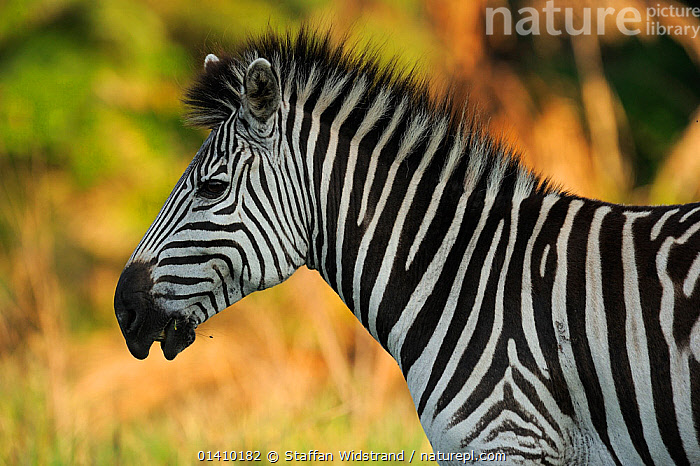 Zebra Profile