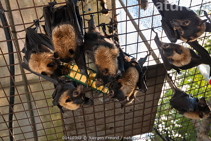 Stock photo of Spectacled flying foxes (Pteropus conspicillatus) in ...