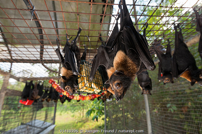 Stock photo of Spectacled flying foxes (Pteropus conspicillatus) in ...