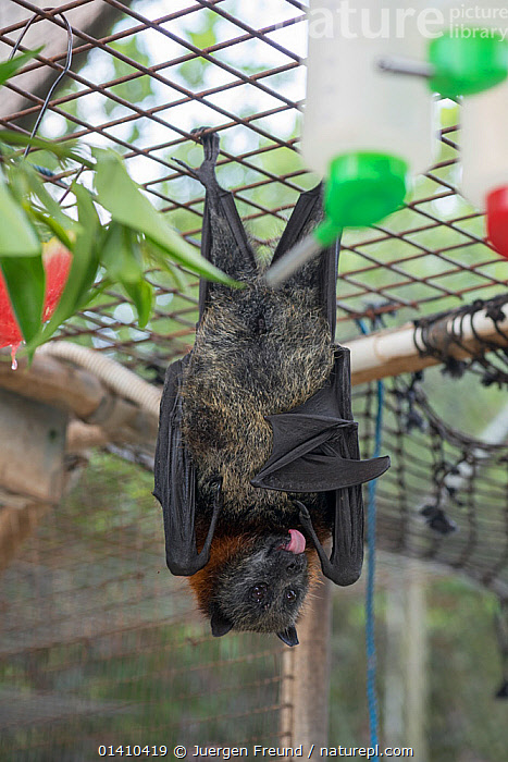 Stock photo of Spectacled flying fox (Pteropus conspicillatus) in ...