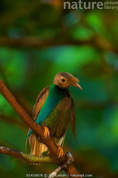 Stock photo of Standardwing Bird of Paradise (Semioptera wallacei) male ...
