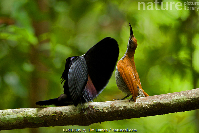 Stock photo of Magnificent Riflebird (Ptiloris magnificus) male ...