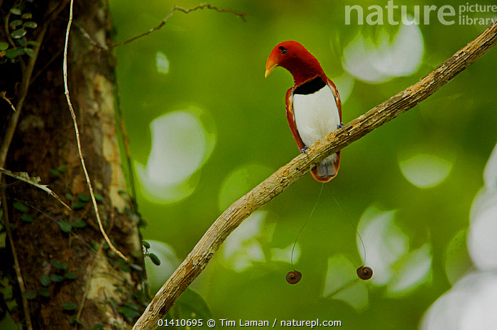 Stock photo of King Bird of Paradise (Cicinnurus regius) male on ...