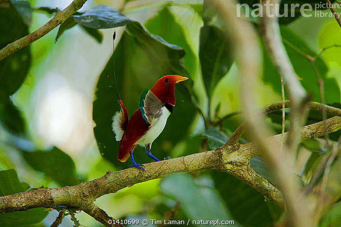 Stock photo of King Bird of Paradise (Cicinnurus regius) male ...
