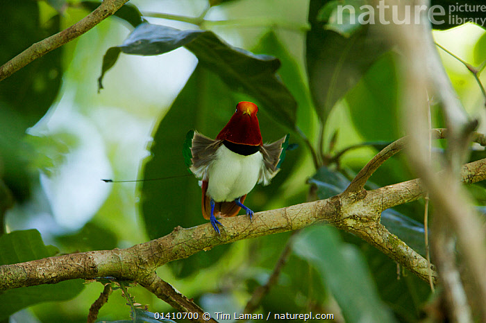 Stock photo of King Bird of Paradise (Cicinnurus regius) male ...