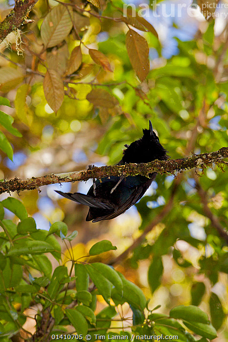 Stock photo of Arfak Astrapia (Astrapia nigra) male. Performing ...