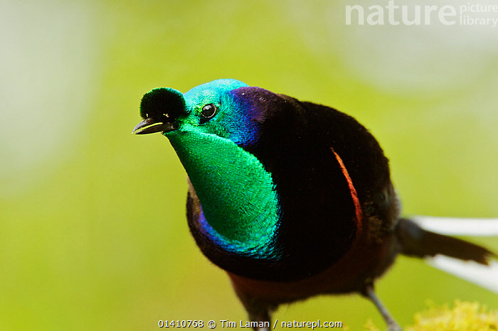 Stock photo of Ribbon tailed Astrapia Bird of Paradise (Astrapia mayeri ...