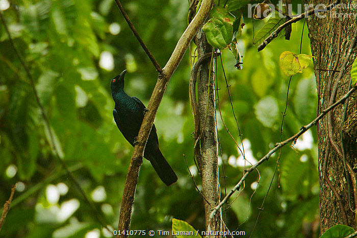 Stock photo of Jobi Manucode (Manucodia jobiensis) foraging for figs at a climbing liana ...