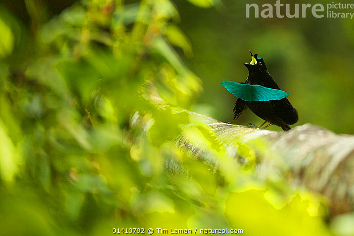 Stock photo of Superb Bird of Paradise (Lophorina superba) adult male ...