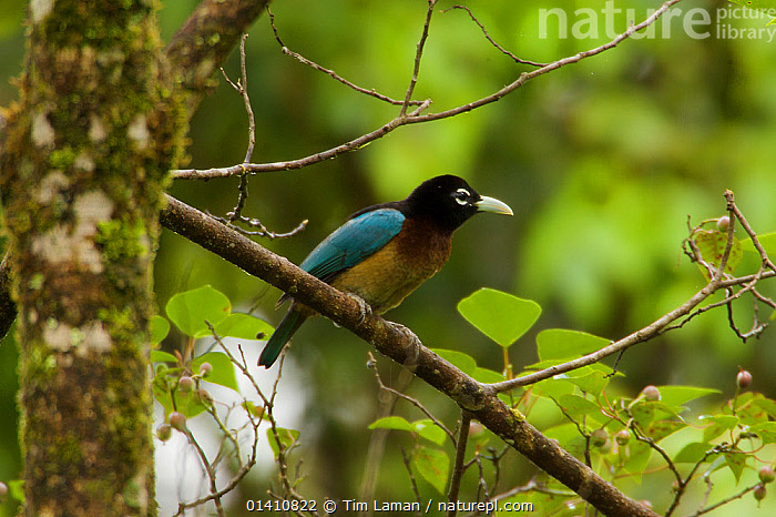 Stock photo of Blue Bird of Paradise (Paradisaea rudolphi) female in ...