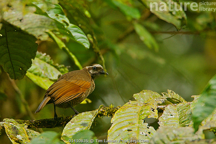 Stock photo of Bronze Parotia Bird of Paradise (Parotia berlepschi ...