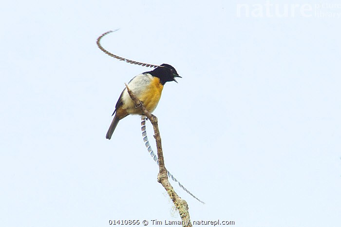 King Of Saxony Bird Of Paradise